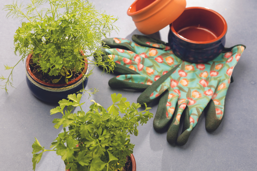 Chris’ Dips Terracotta Potted Plants - EatWell